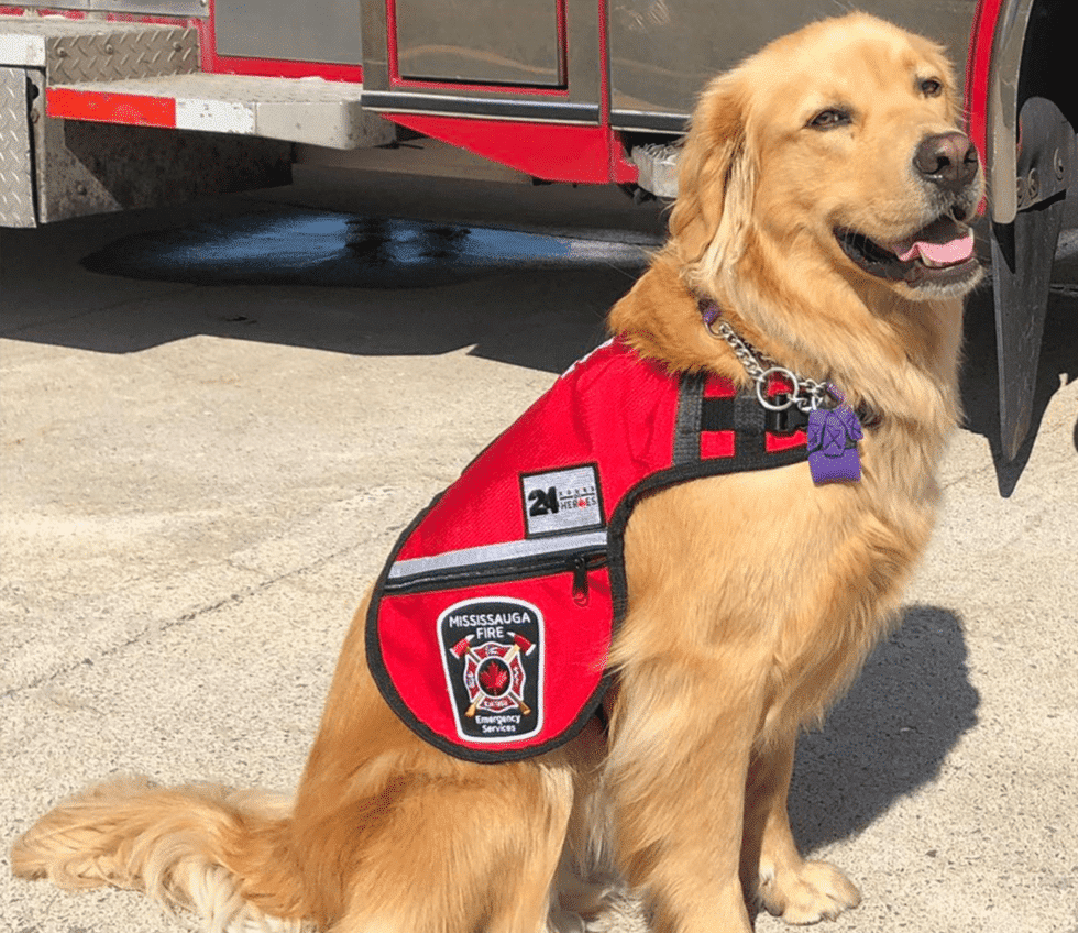 Operational Stress Intervention Dog | Wounded Warriors Canada