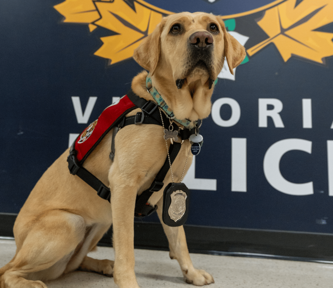 Operational Stress Intervention Dog | Wounded Warriors Canada