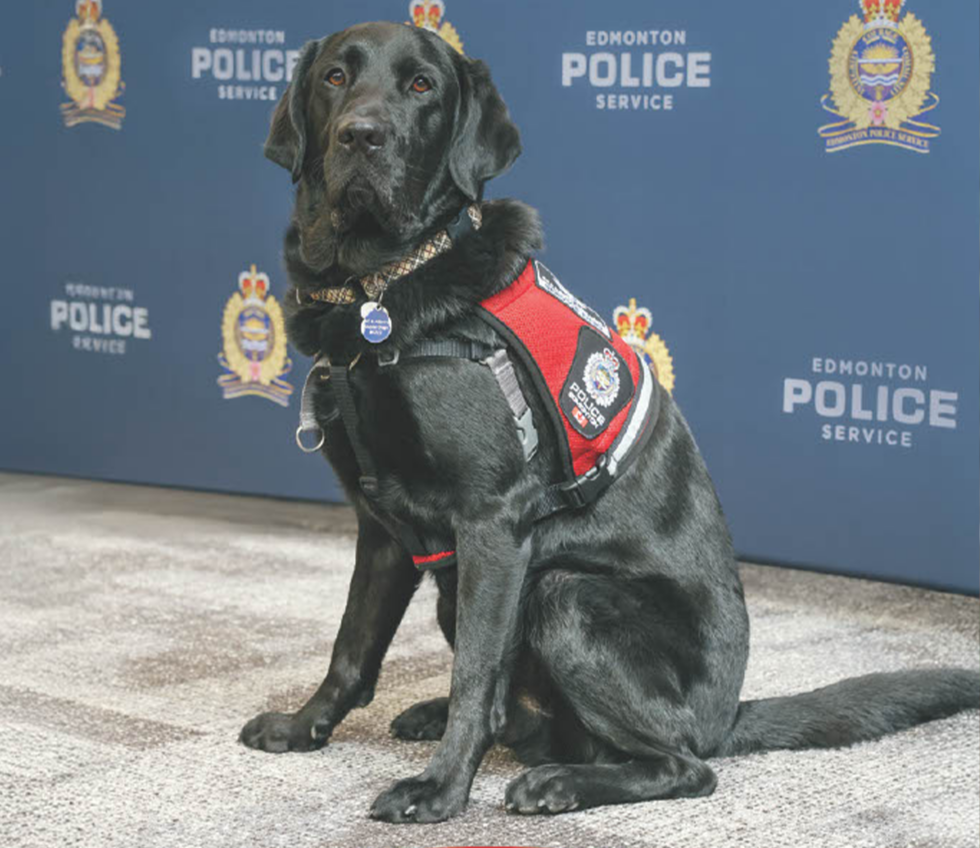 Operational Stress Intervention Dog | Wounded Warriors Canada